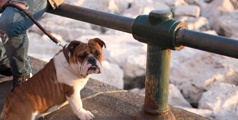 Visiting Naples with a dog or a cat: How to enjoy the city when ...