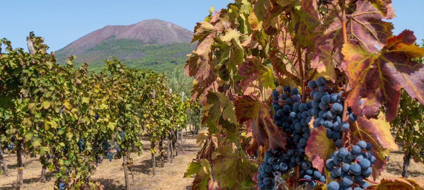 Wines of Naples and Campania: tips for the Neapolitan wine world ...