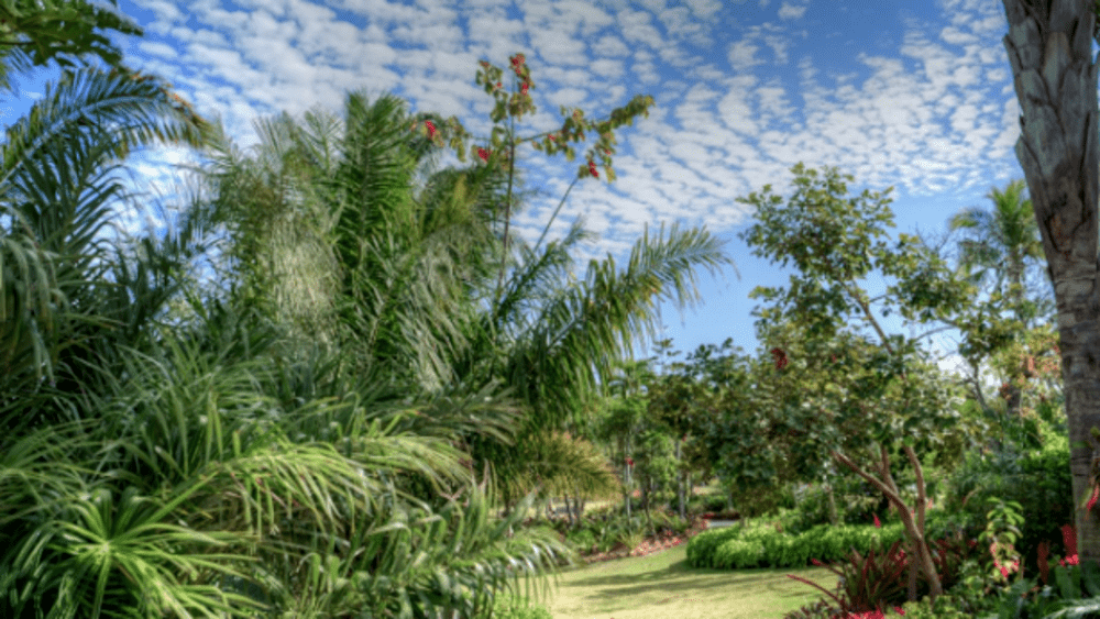 The Real Botanical Garden of Naples: an oasis of green in the city ...