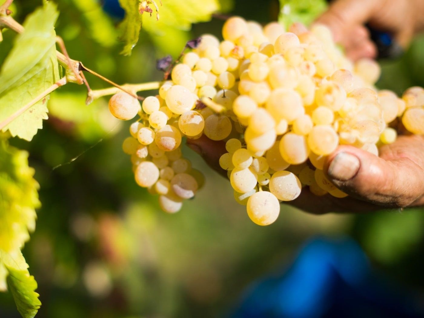 Cantine Antonio Mazzella - Local products in Naples